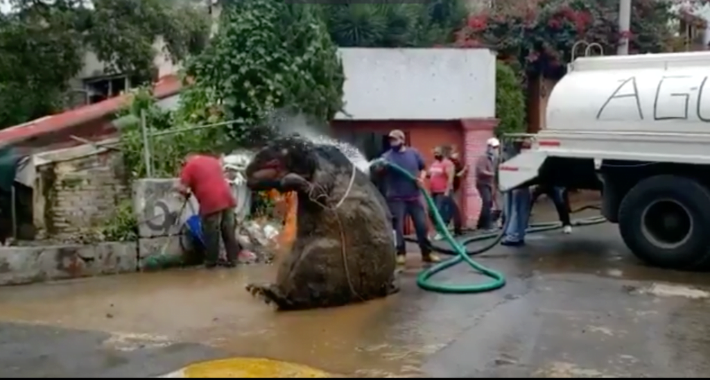 Viral video of monster-rat | Minciter